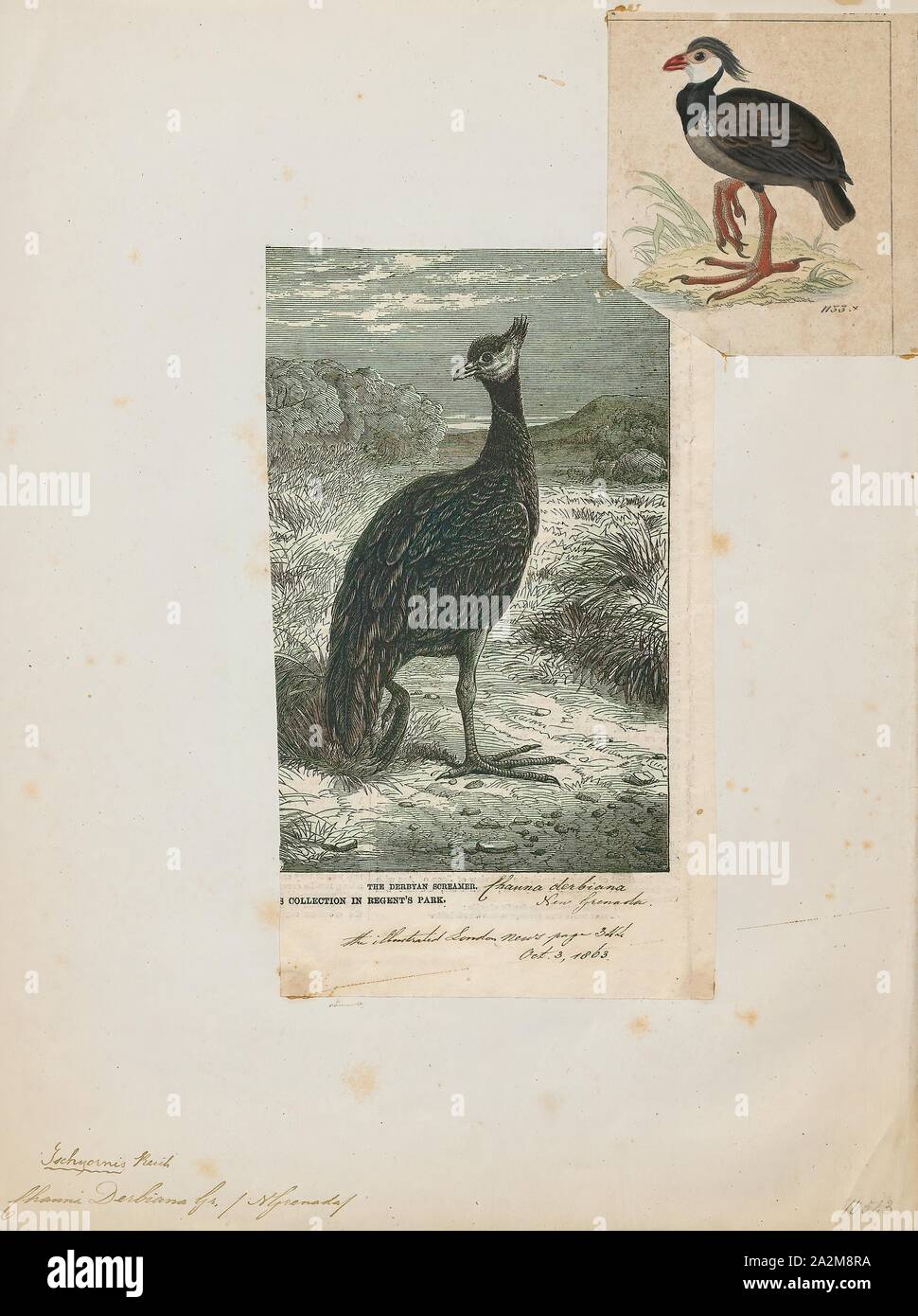 Chauna derbiana, Print, Chauna is a genus of birds in the screamer ...