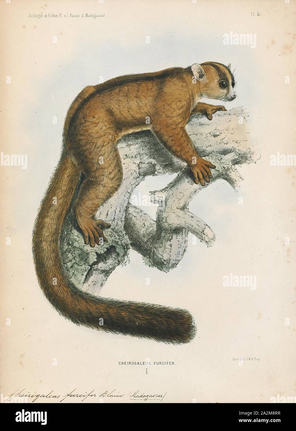 Dwarf lemurs hi-res stock photography and images - Alamy