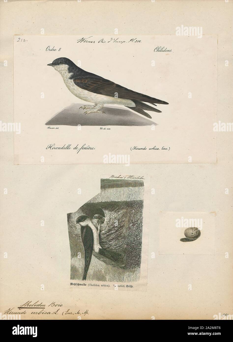 Chelidon urbica hi-res stock photography and images - Alamy