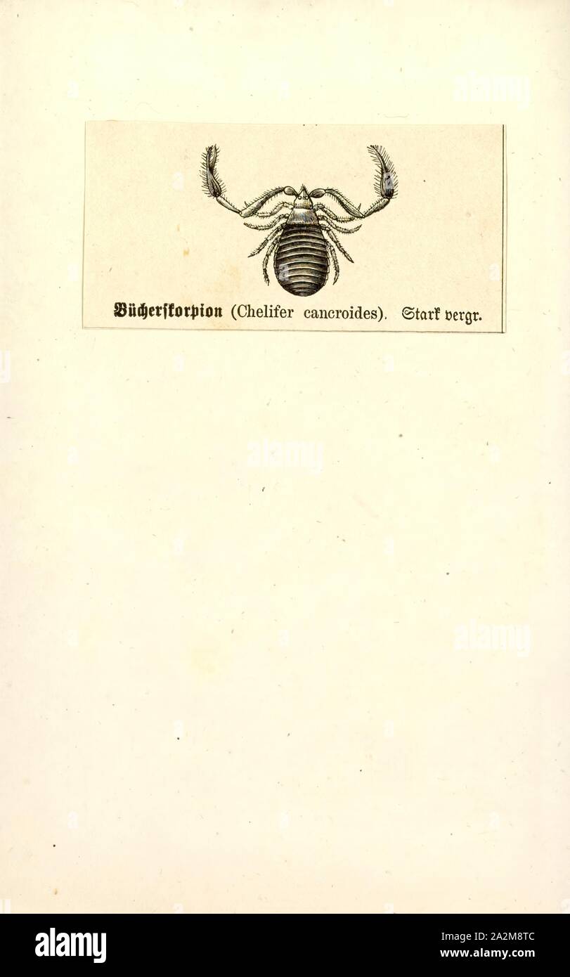 Chelifer, Print, Chelifer is a genus of pseudoscorpions in the family ...