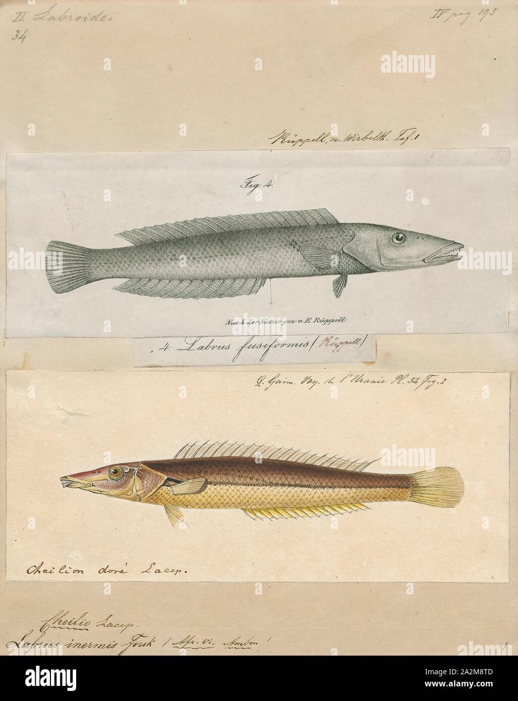 Chelio inermis hi-res stock photography and images - Alamy