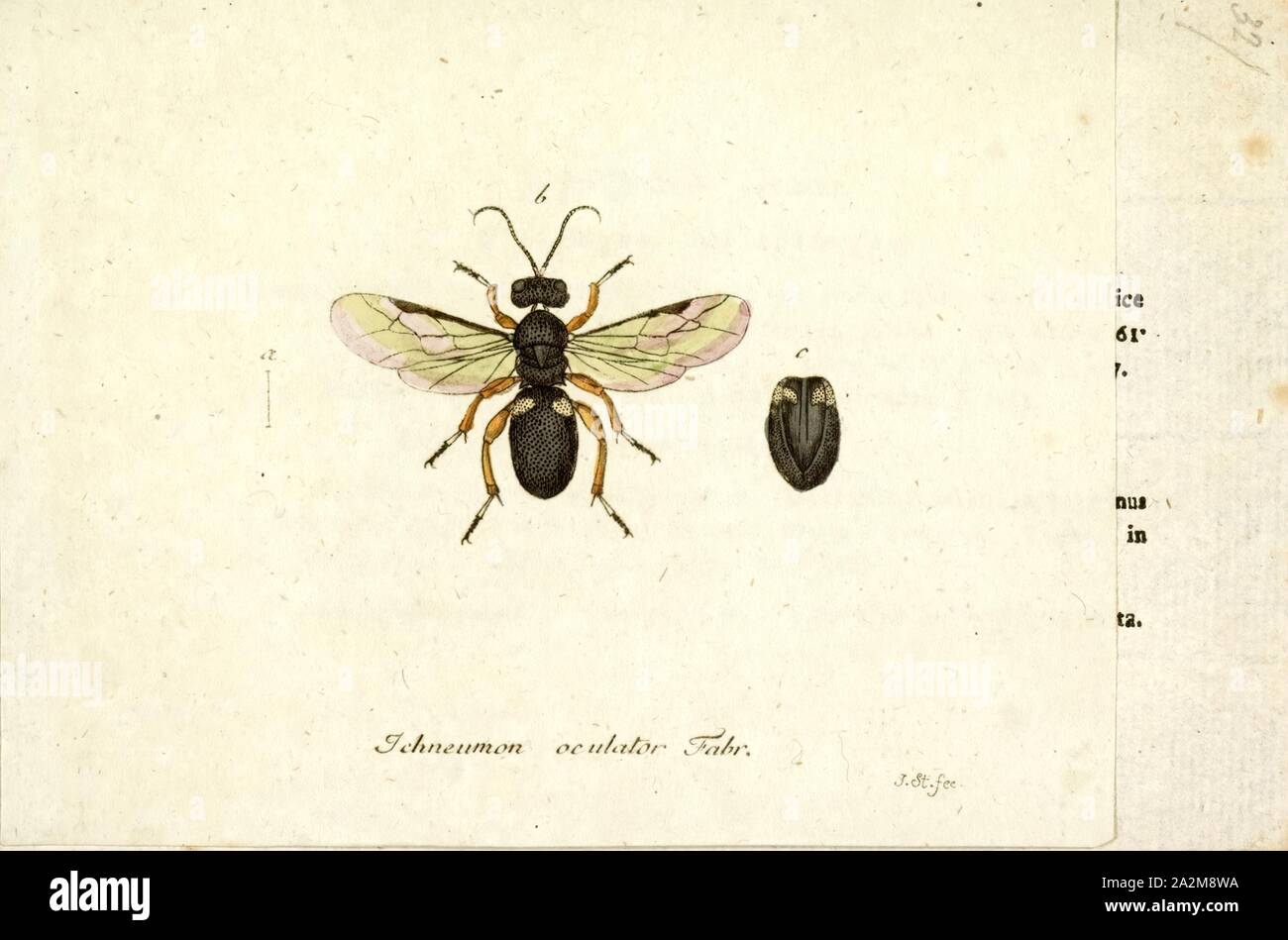 Chelonus, Print, Chelonus is a wasp genus in the subfamily Cheloninae ...