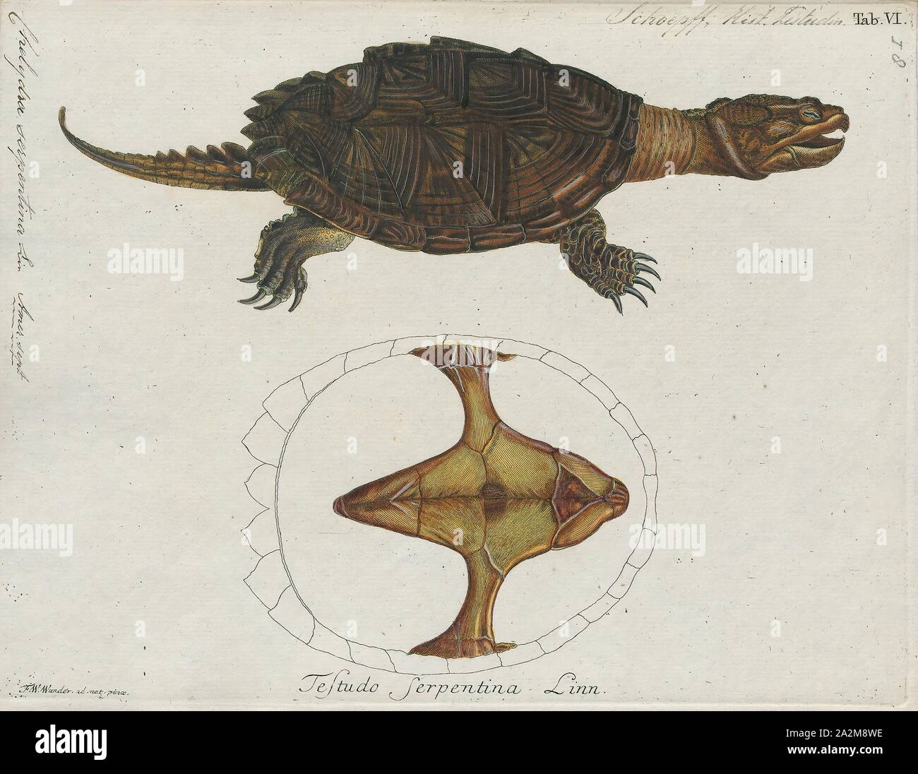 Snapping turtle canada hi-res stock photography and images - Alamy