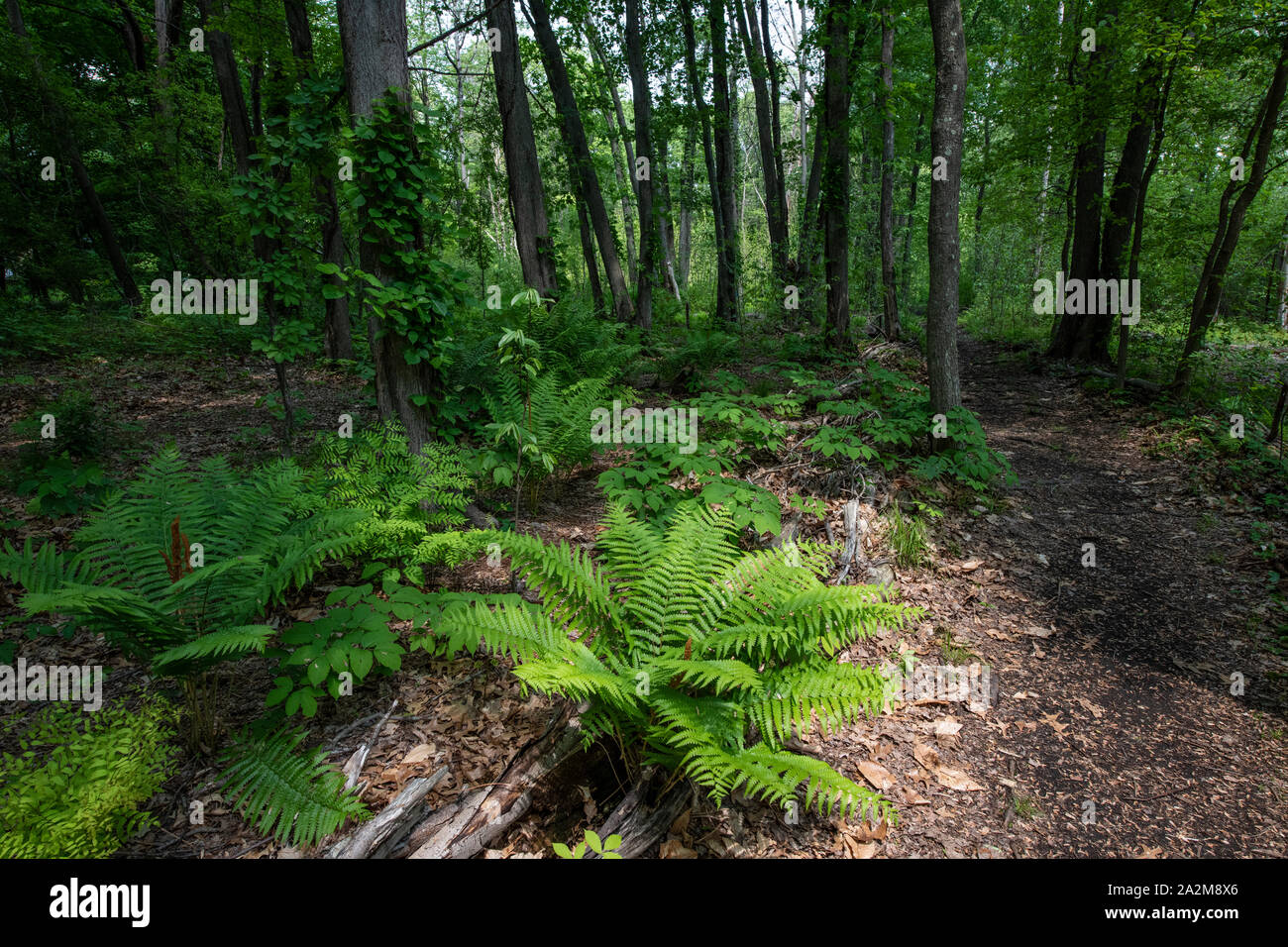 Ferns in forest Stock Photo - Alamy