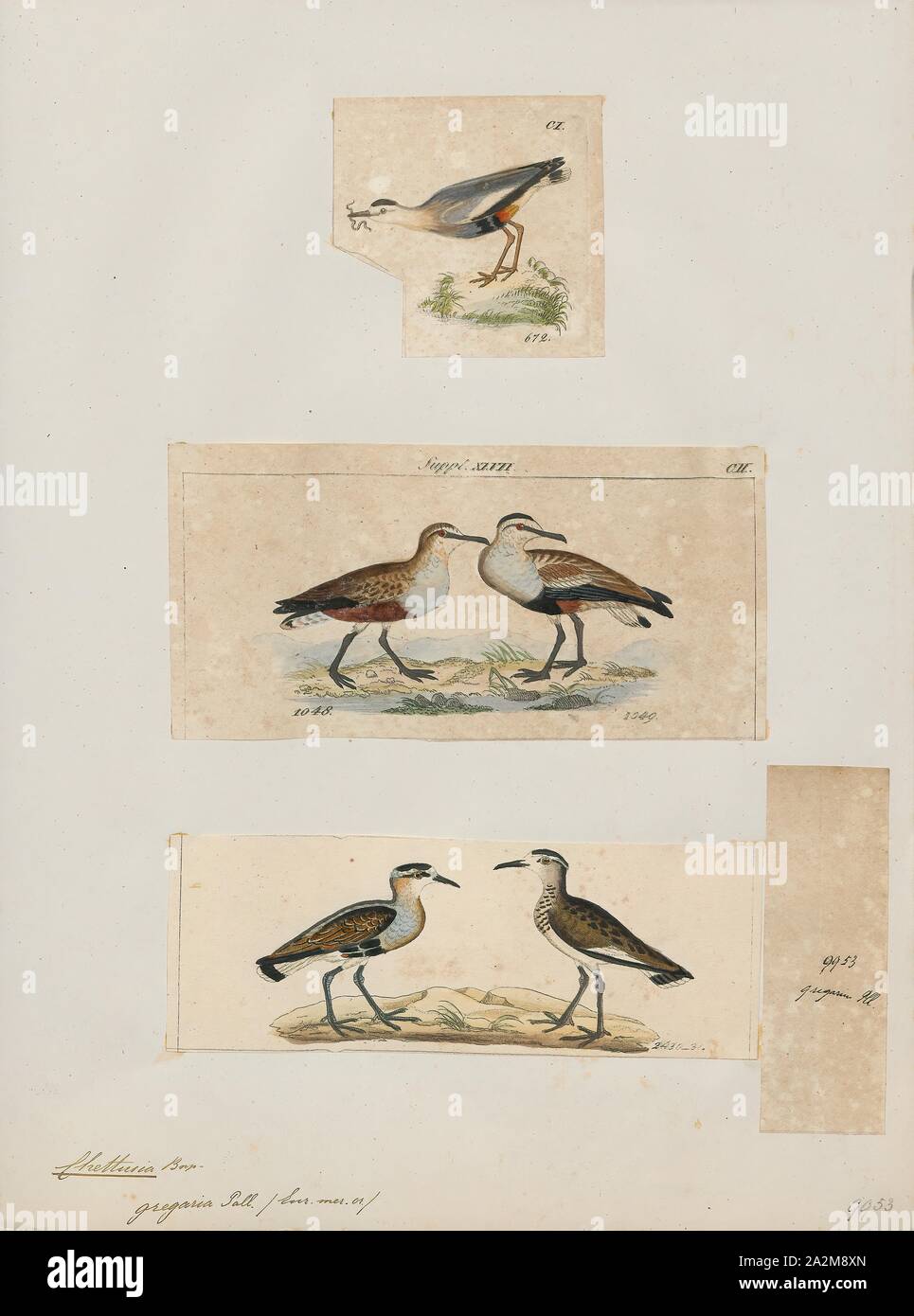 Chettusia gregaria, Print, The sociable lapwing or sociable plover ...