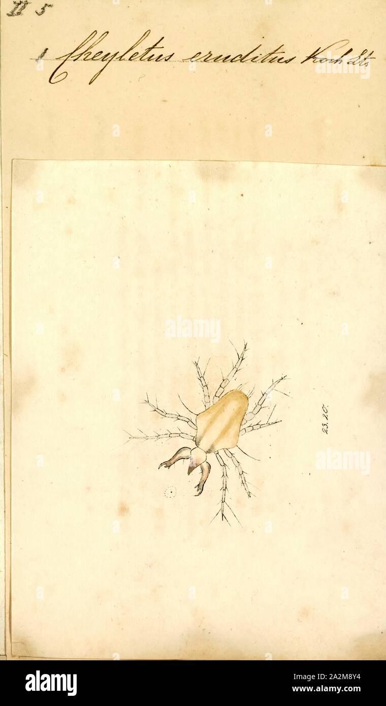 Cheyletus hi-res stock photography and images - Alamy