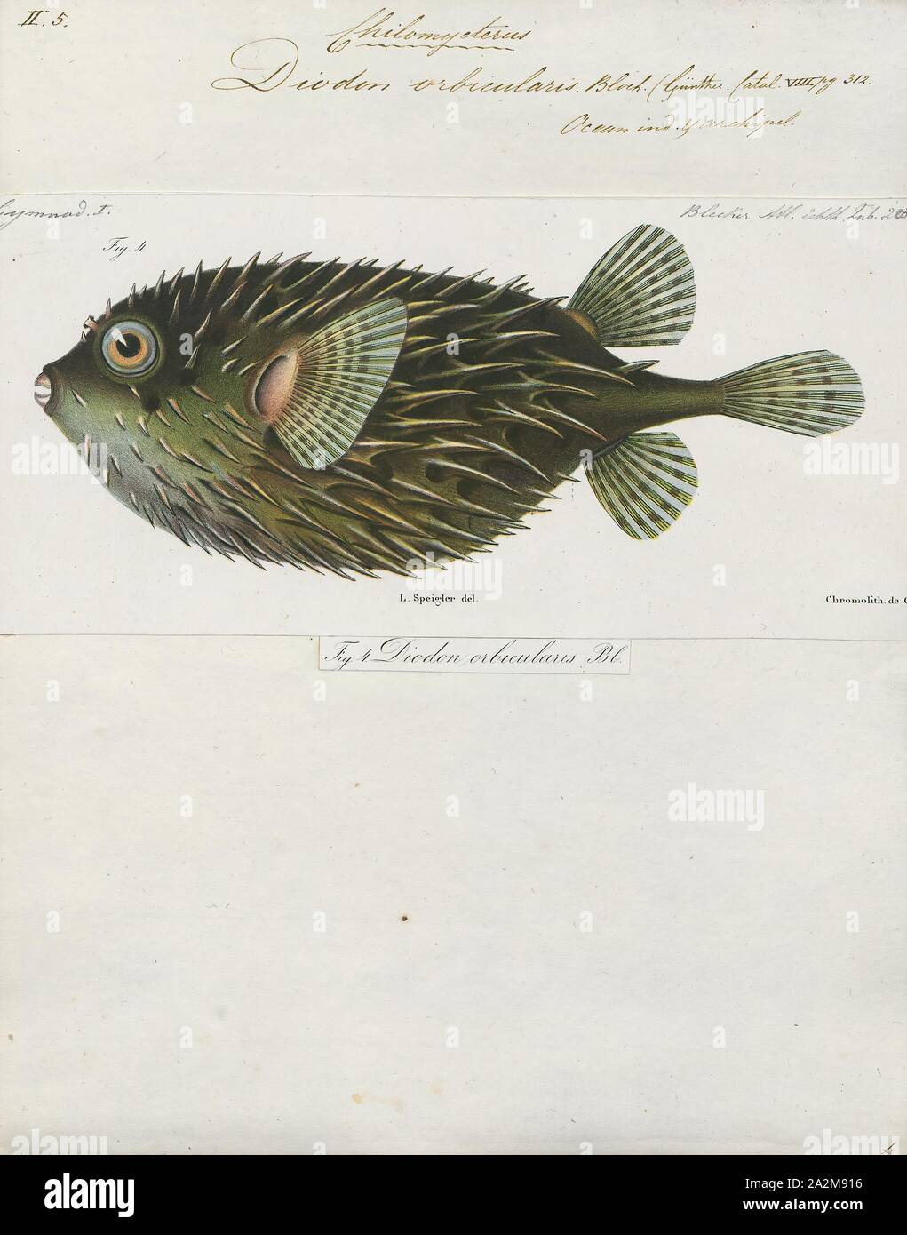 Chilomycterus orbicularis hi-res stock photography and images - Alamy