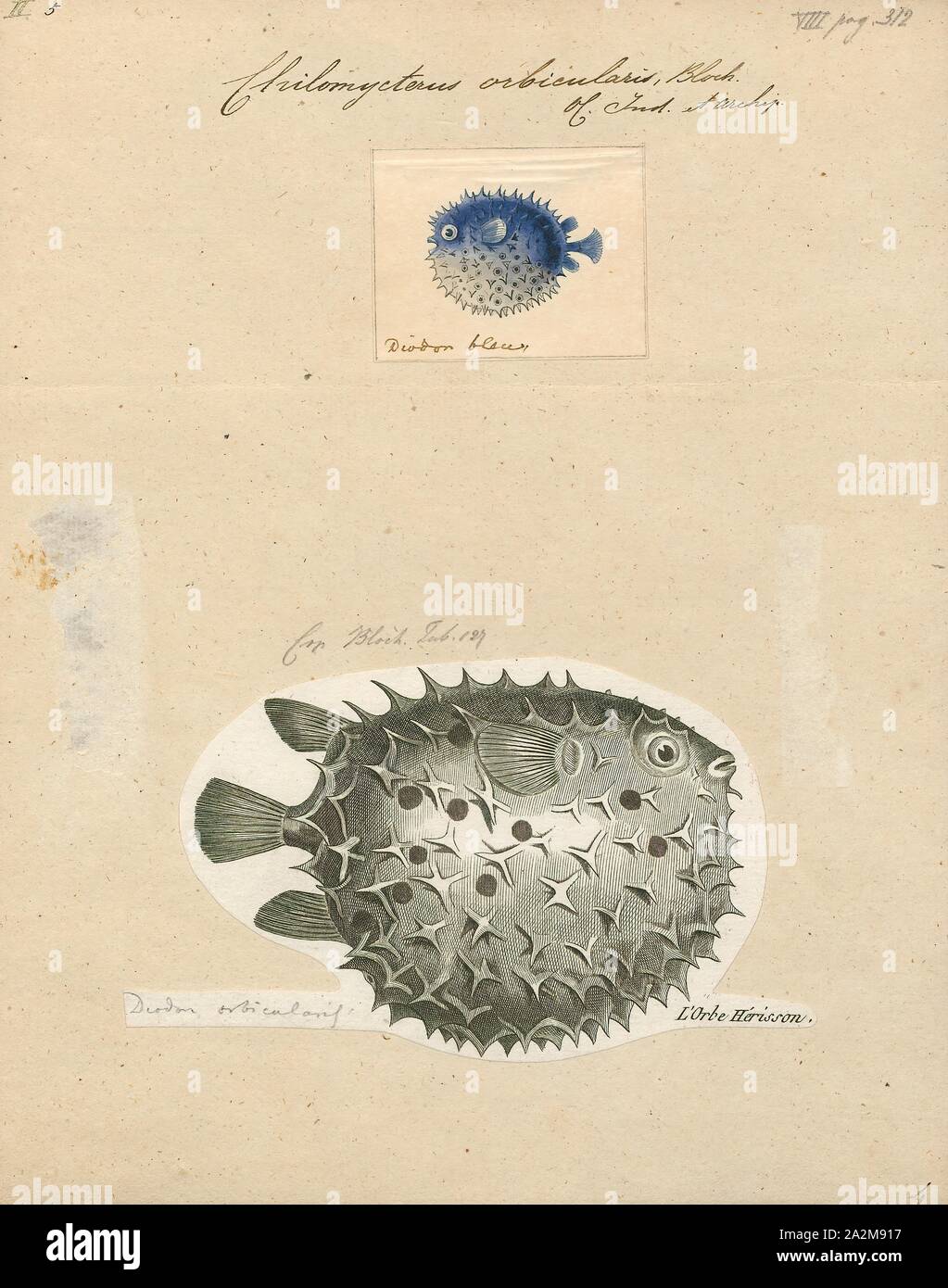 Chilomycterus orbicularis hi-res stock photography and images - Alamy