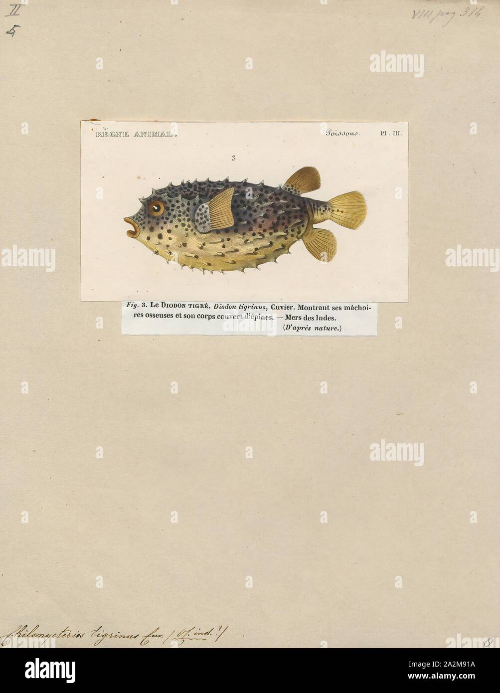 Chilomycterus tigrinus hi-res stock photography and images - Alamy