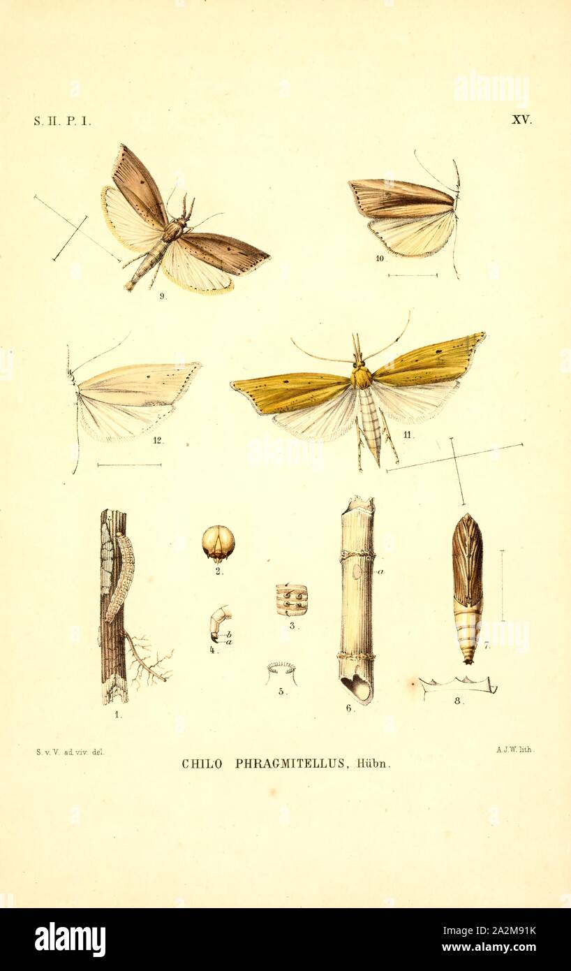 Chilo hi-res stock photography and images - Alamy