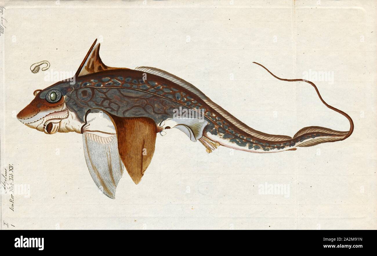 Chimaera monstrosa, Print, Chimaera monstrosa, also known as the rabbit ...