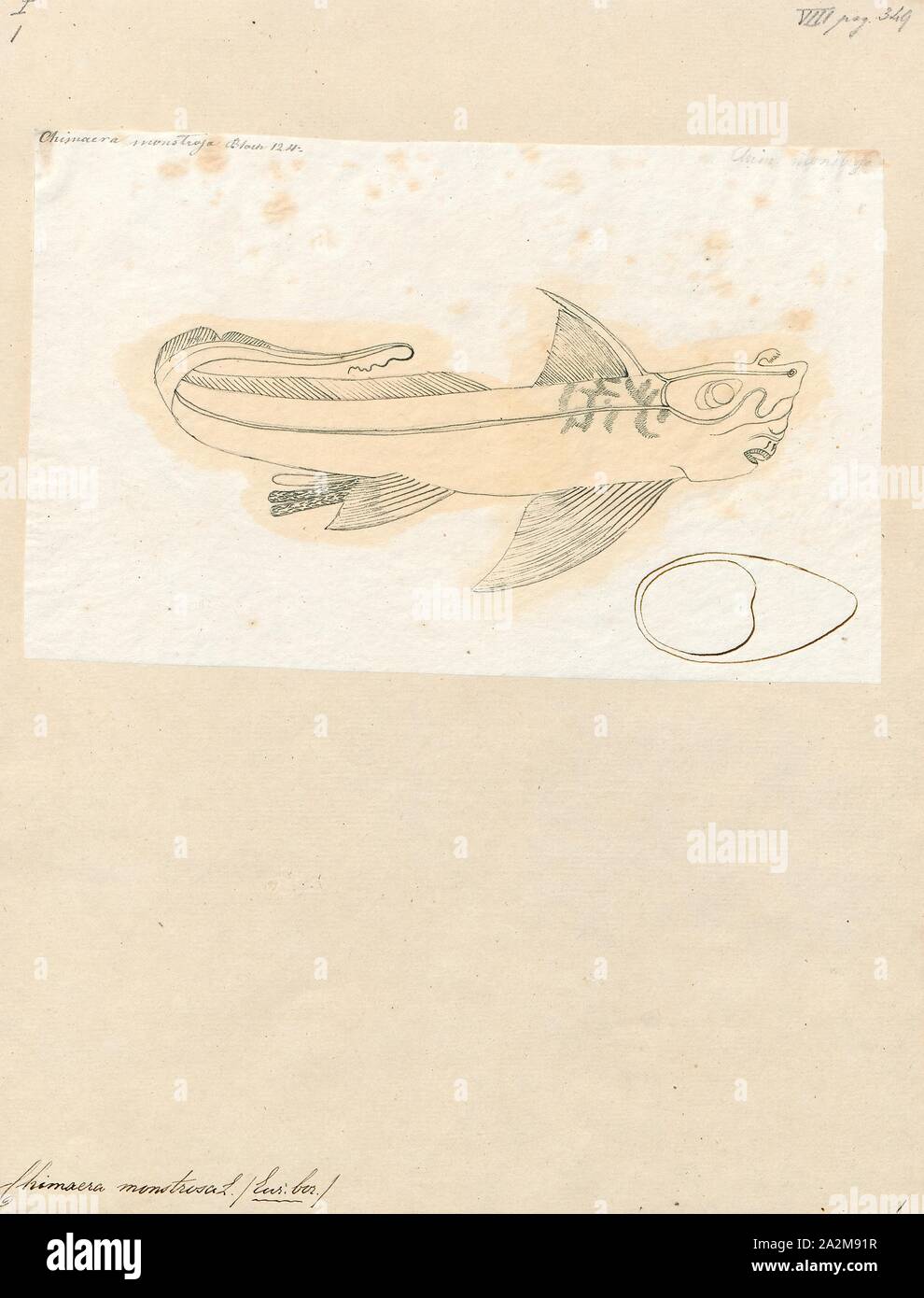 Chimaera monstrosa, Print, Chimaera monstrosa, also known as the rabbit ...