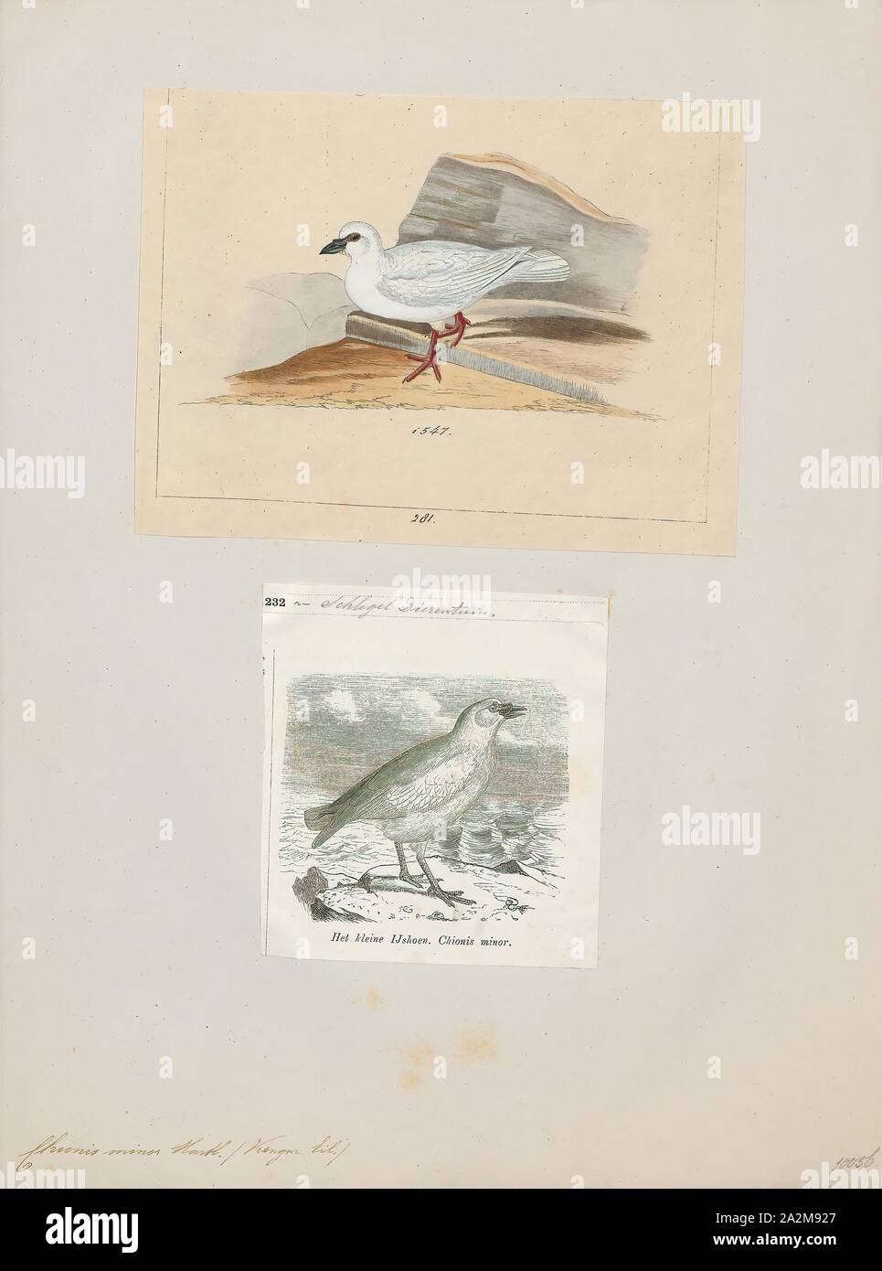 Chionis minor, Print, The black-faced sheathbill (Chionis minor), also ...