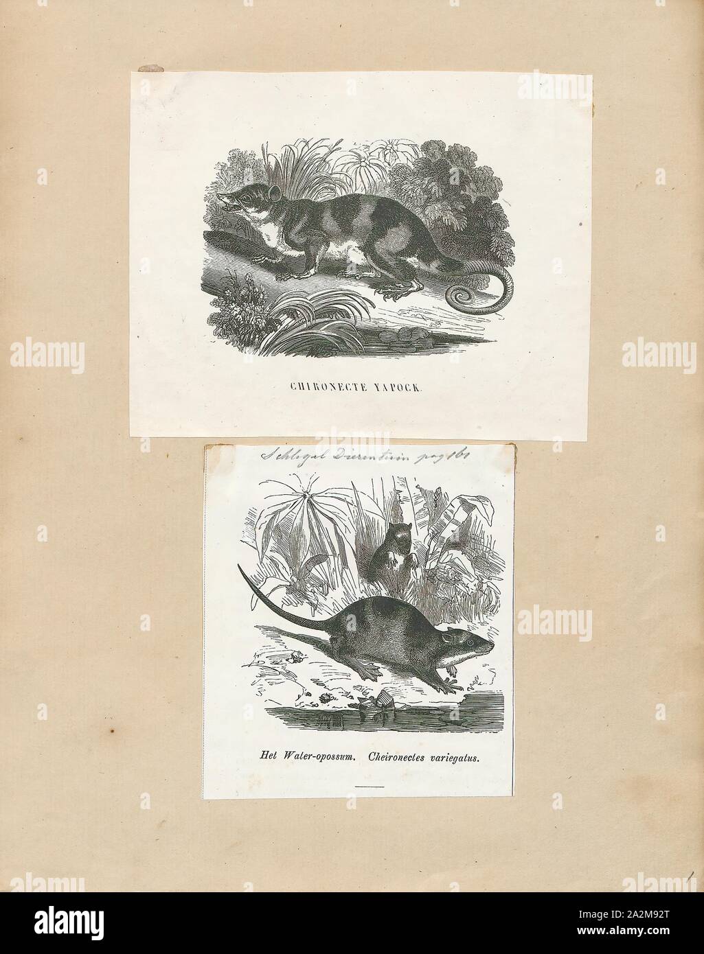 Opossum pouch hi-res stock photography and images - Alamy