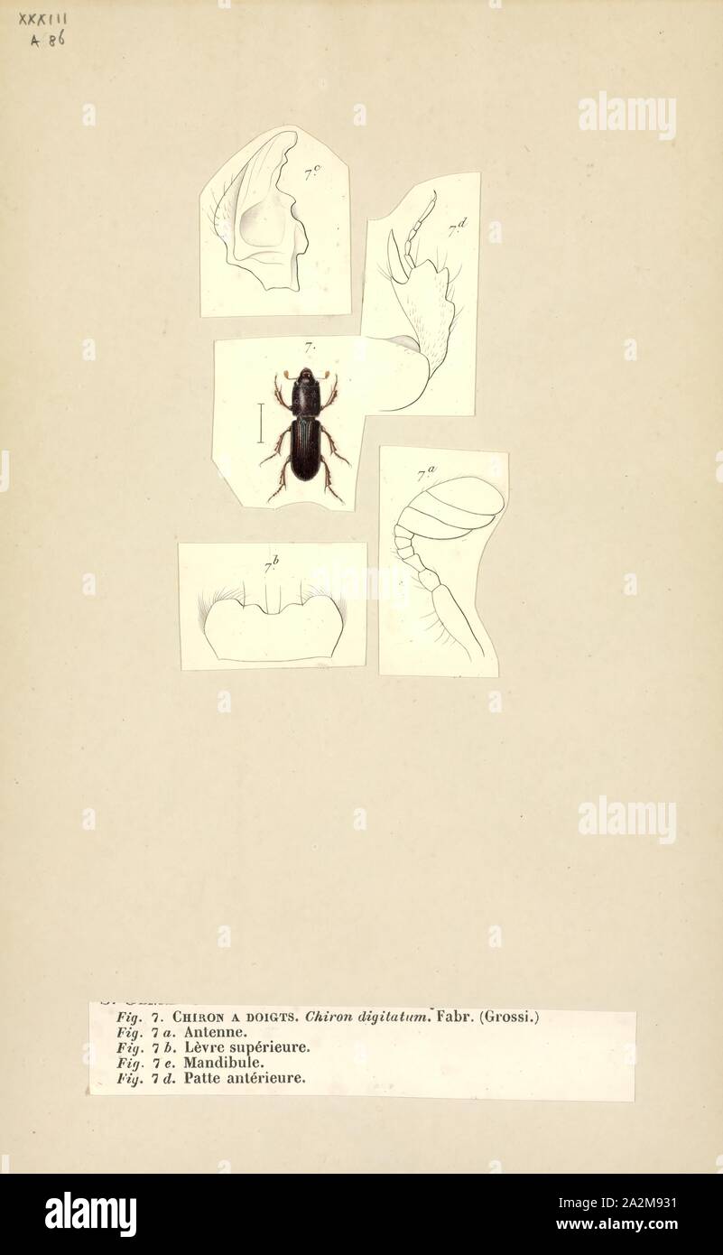 Chiron hi-res stock photography and images - Alamy