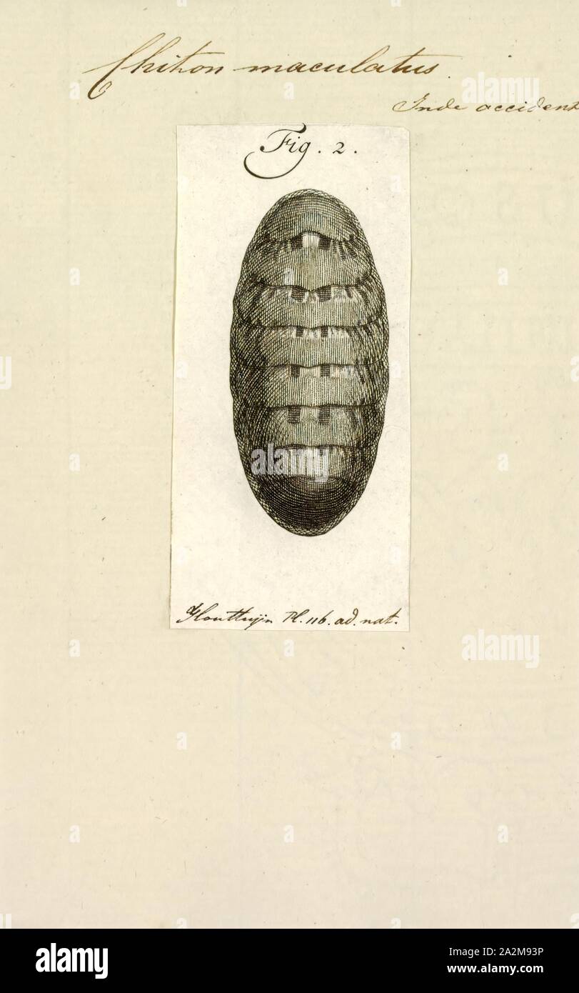 Chiton maculatus, Print, Chitons are marine molluscs of varying size in ...