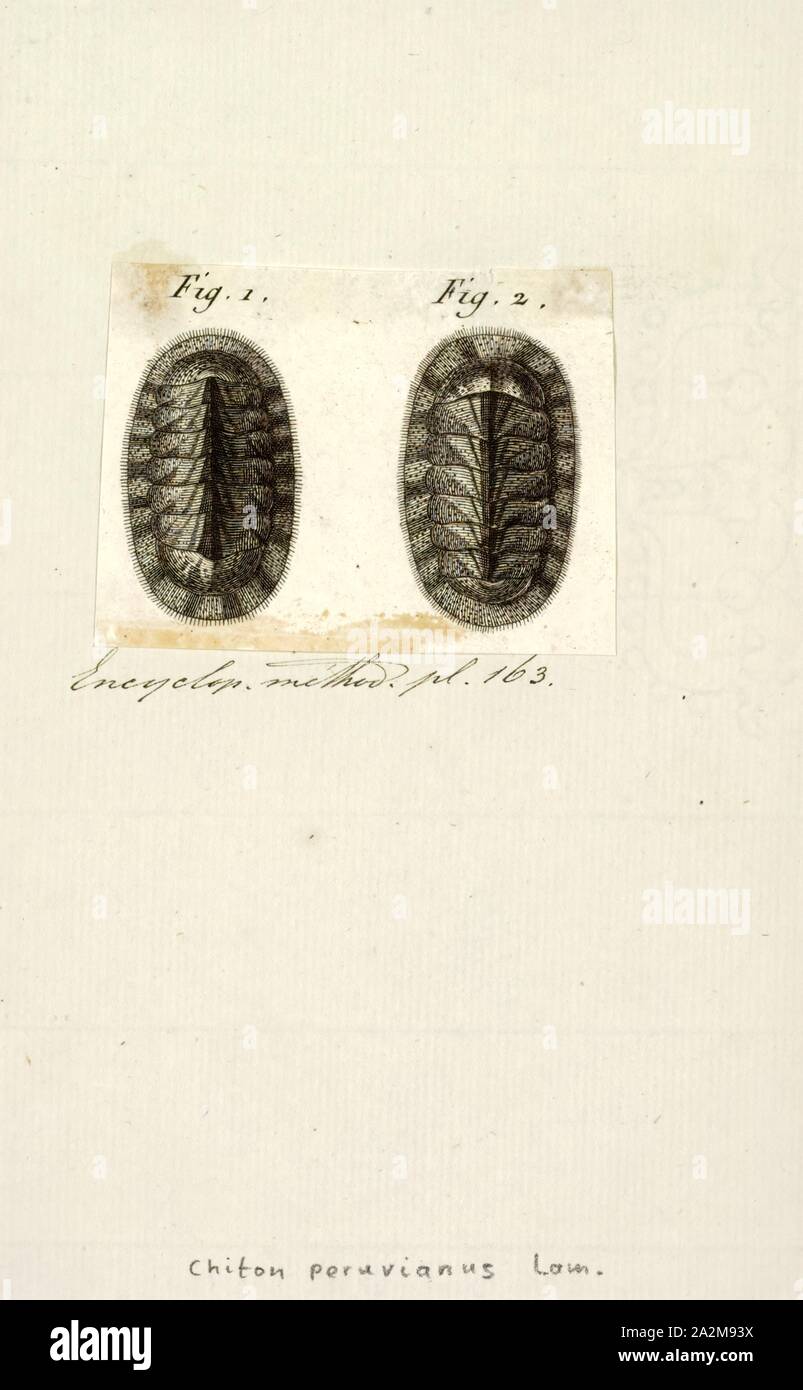 Chiton peruvianus, Print, Chitons are marine molluscs of varying size ...
