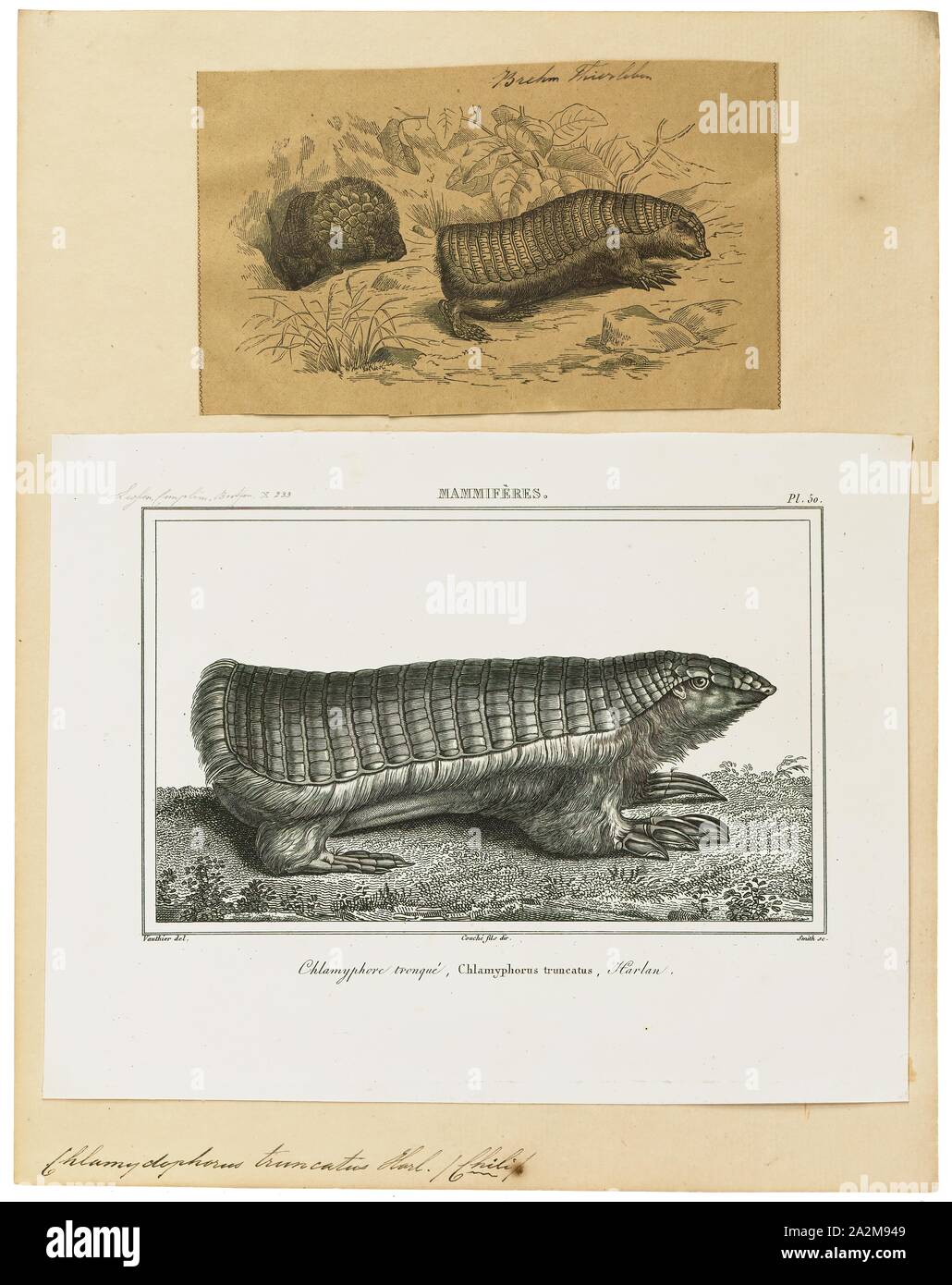 Chlamydophorus hi-res stock photography and images - Alamy