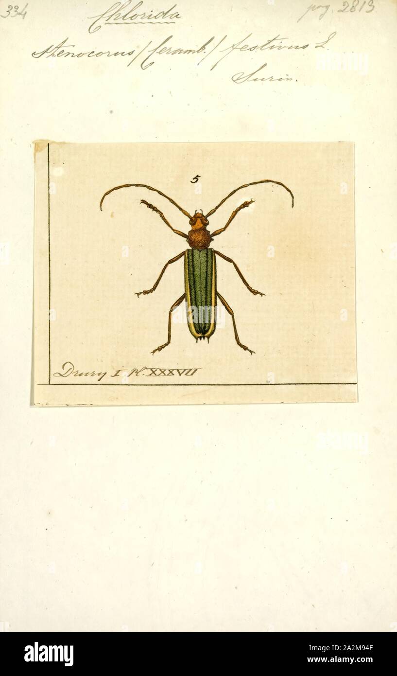 Chlorida, Print, Chlorida is a genus of beetles in the family ...