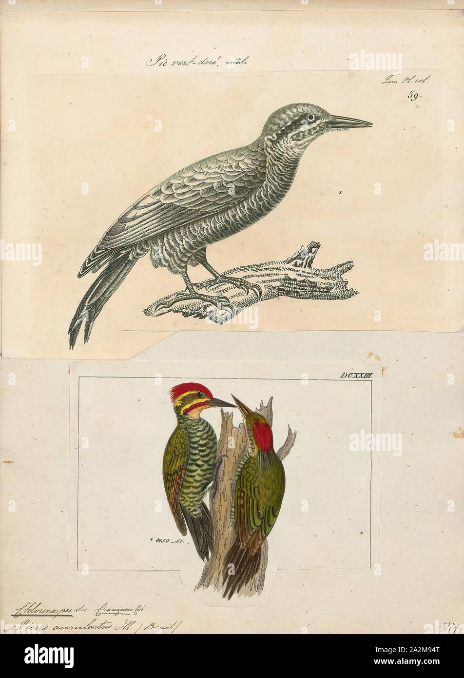 Aurulentus hi-res stock photography and images - Alamy