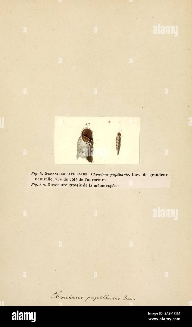 Chondrus papillaris hi-res stock photography and images - Alamy