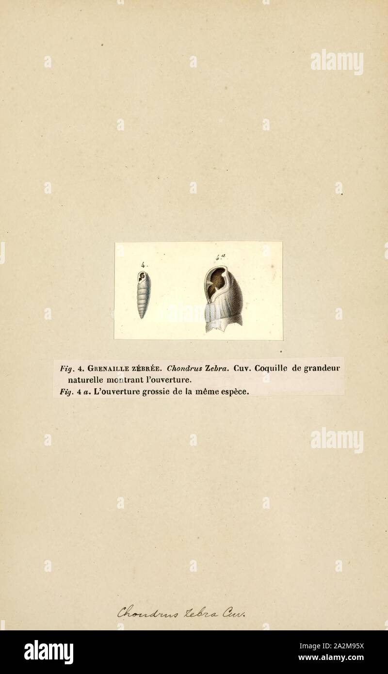 Chondrus zebra, Print, Chondrus is a genus of red algae Stock Photo - Alamy