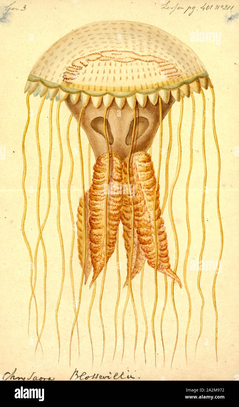 Chrysaor Son Of Medusa