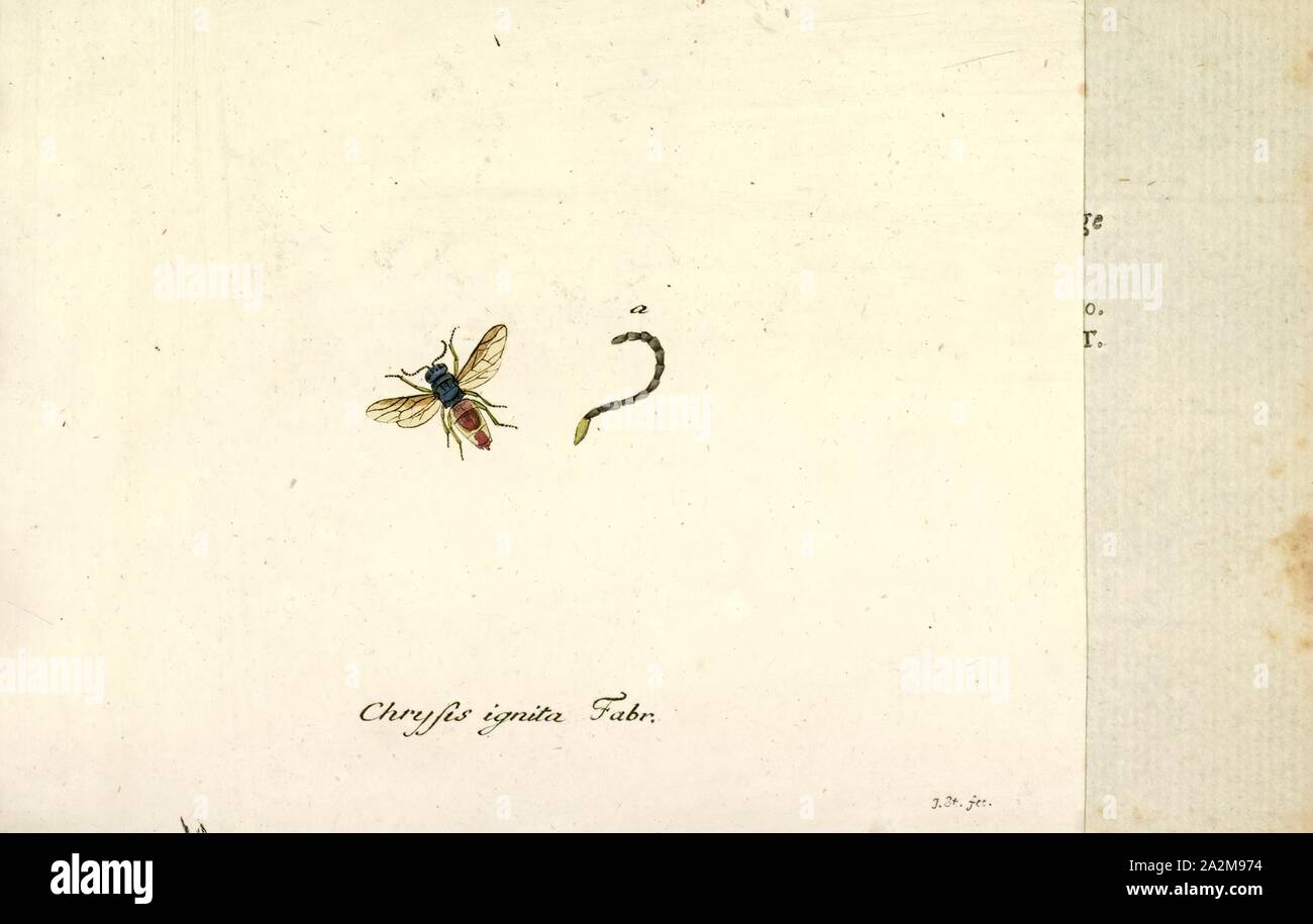 Chrysis hi-res stock photography and images - Alamy