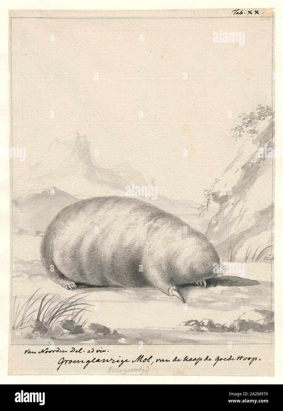 Cape mole hi-res stock photography and images - Alamy