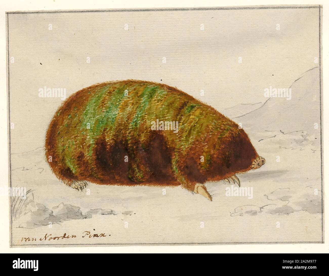 Golden moles hi-res stock photography and images - Alamy