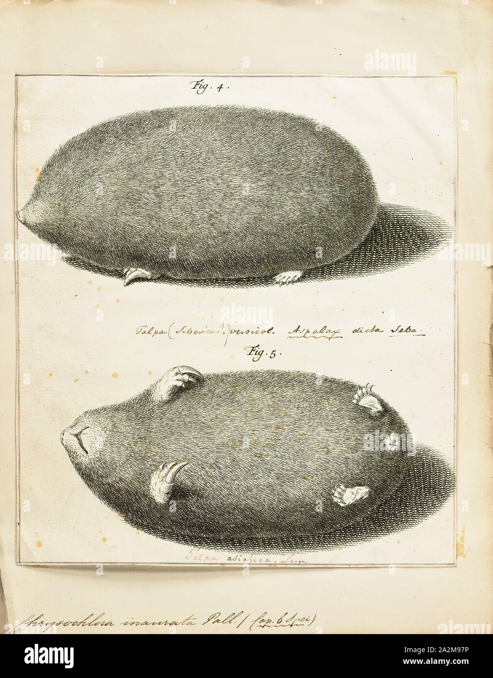 Chrysochloris inaurata, Print, Chrysochloris is a genus of mammal in ...