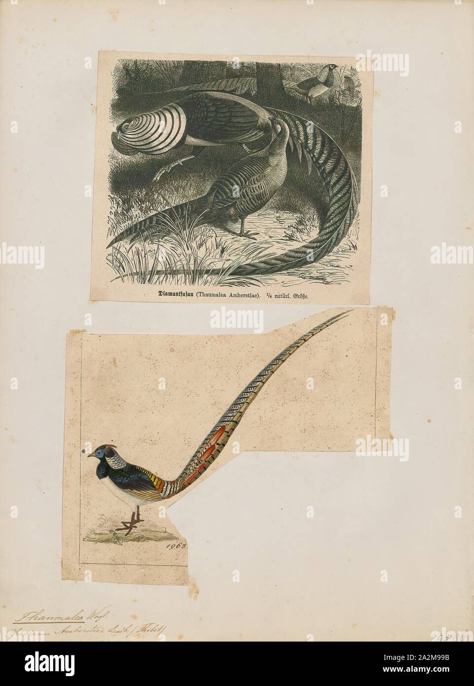 Chrysolophus amherstiae, Print, The Lady Amherst's pheasant ...