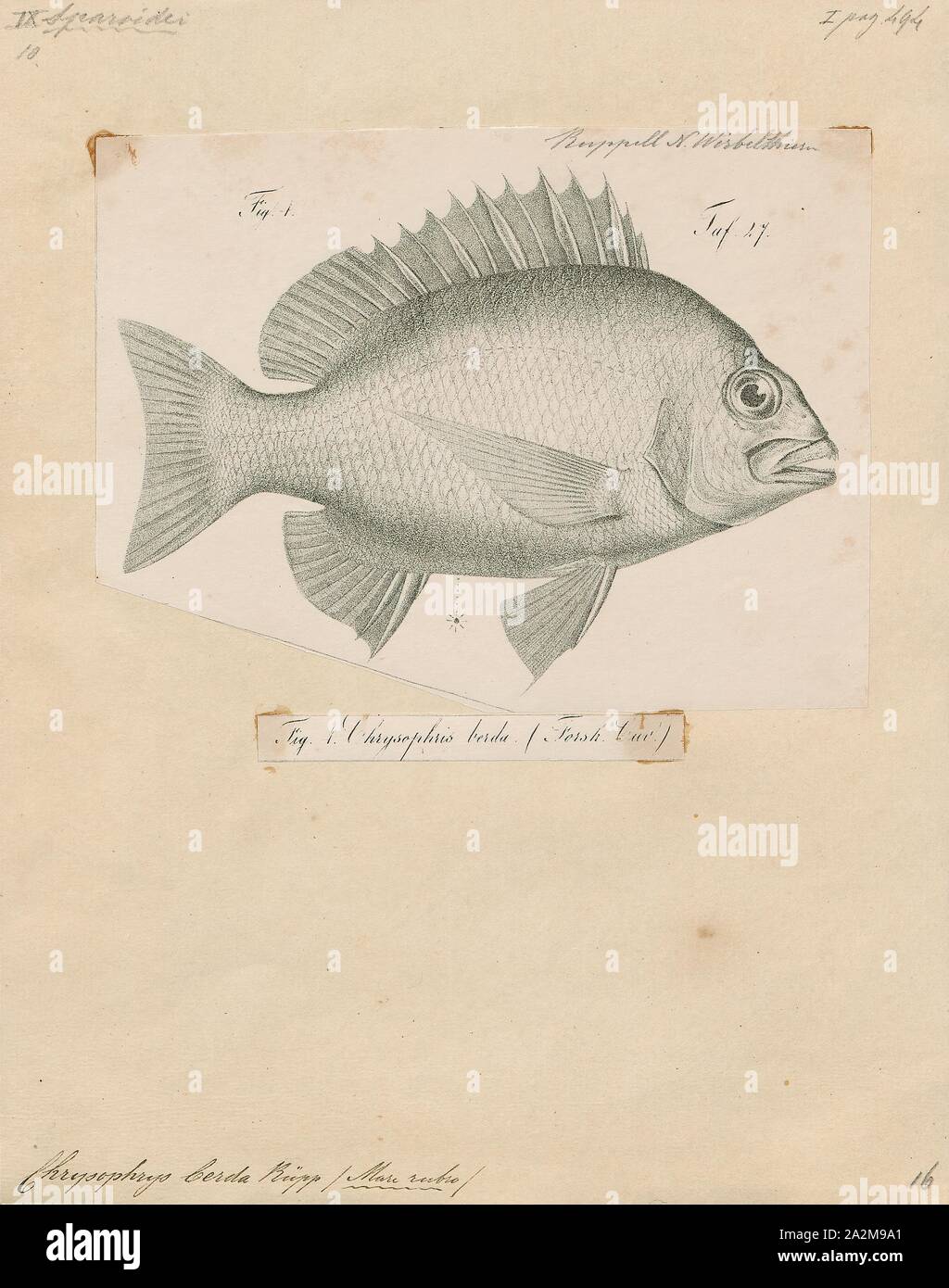 Berda hi-res stock photography and images - Alamy