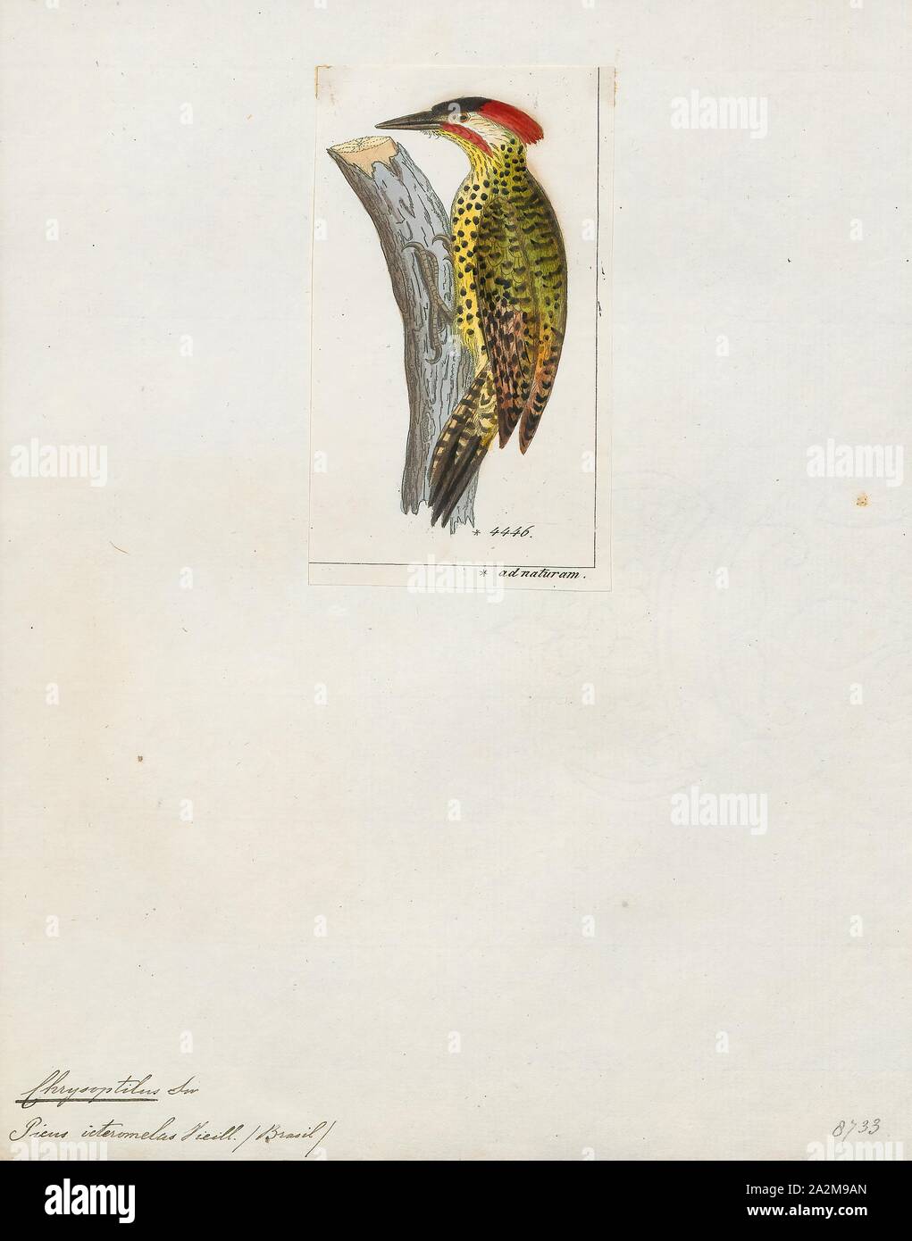 Chrysoptilus icteromelas, Print, Colaptes, Colaptes is a genus of birds ...
