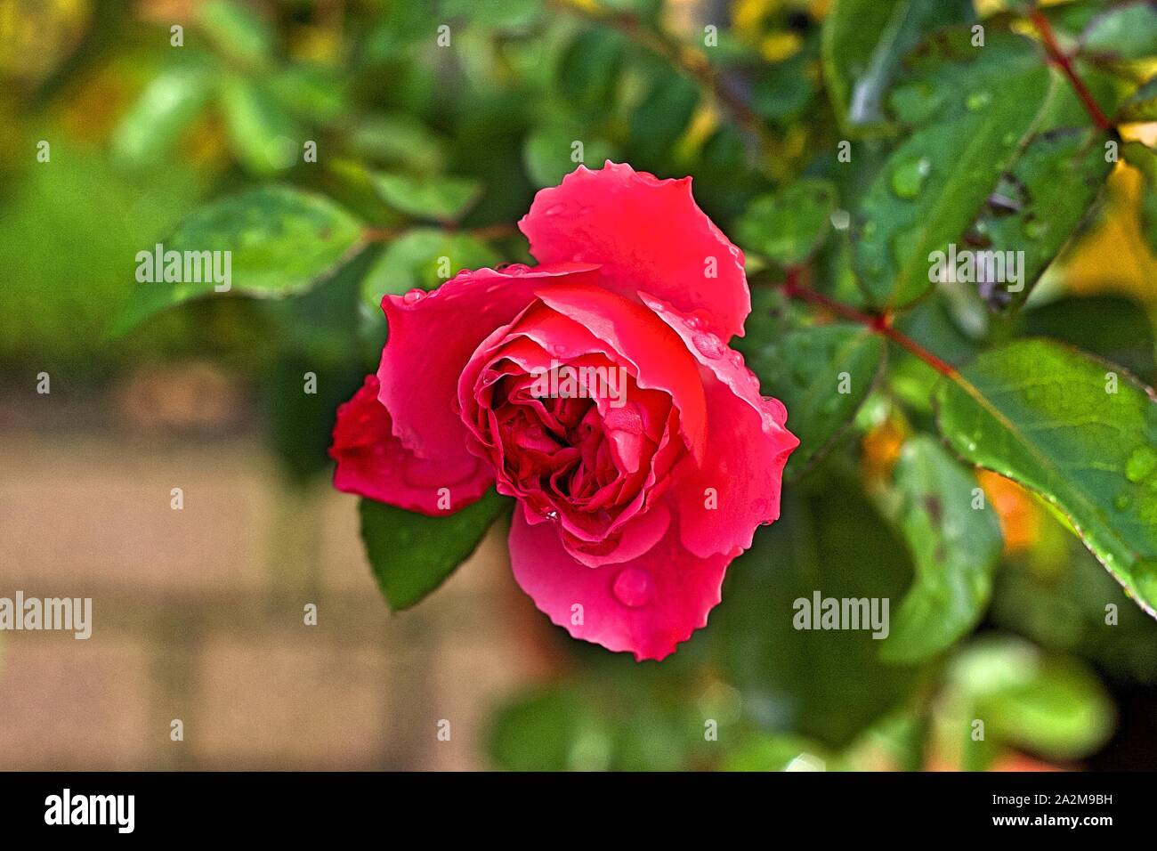 Pink garden rose wet after the rain Stock Photo - Alamy