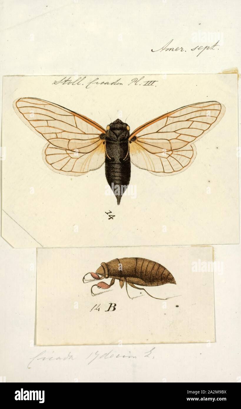 Cicada, Print, The cicadas are a superfamily, the Cicadoidea, of ...