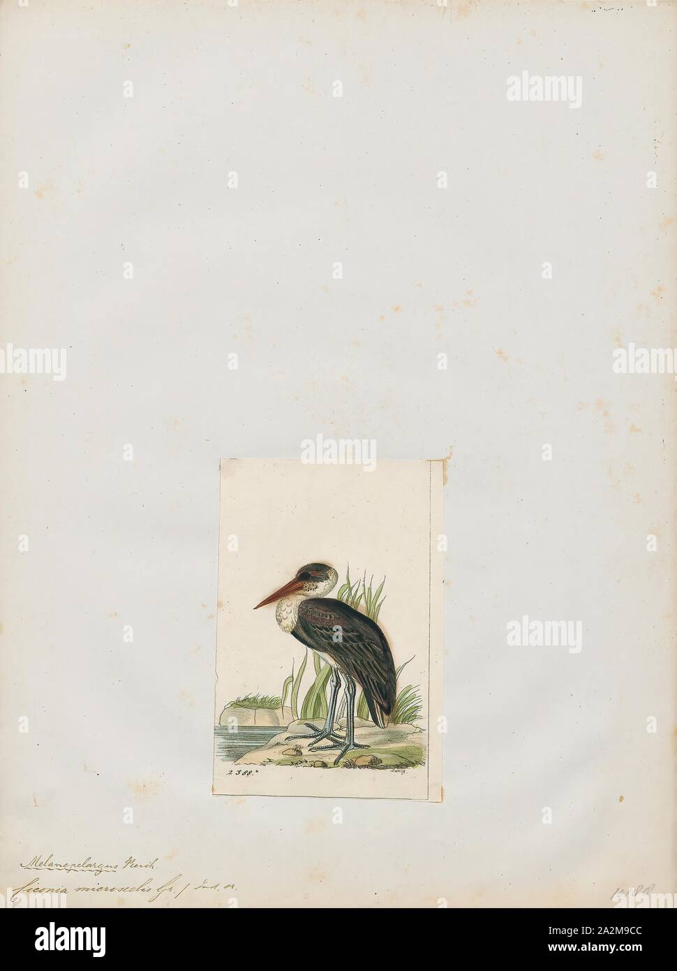 Fossils suggest hi-res stock photography and images - Alamy