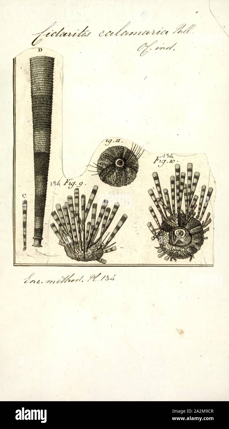 Cidarites calamaria, Print, Cidaridae, Cidaridae is a family of sea ...