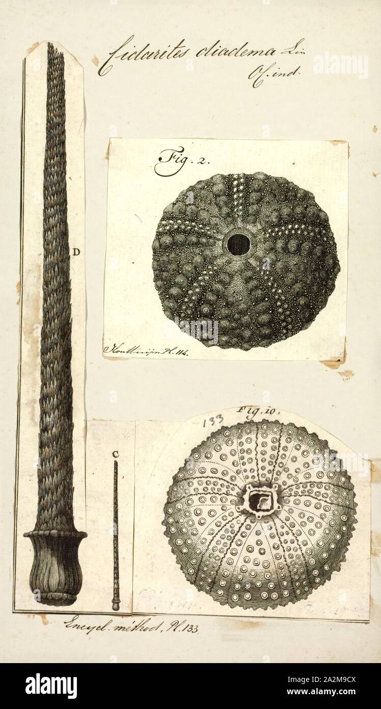 Cidaroida hi-res stock photography and images - Alamy