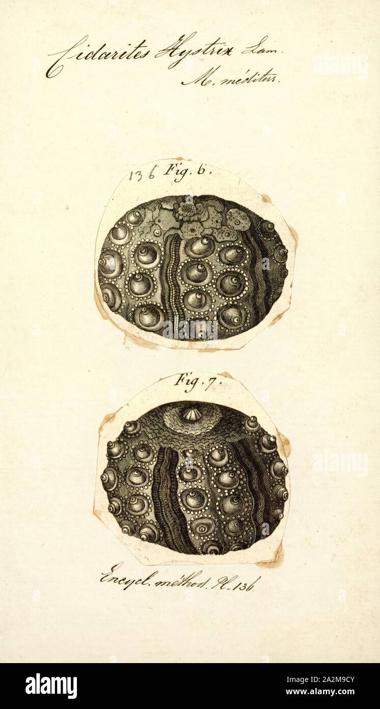 Cidarites hystrix, Print, Cidaridae, Cidaridae is a family of sea ...