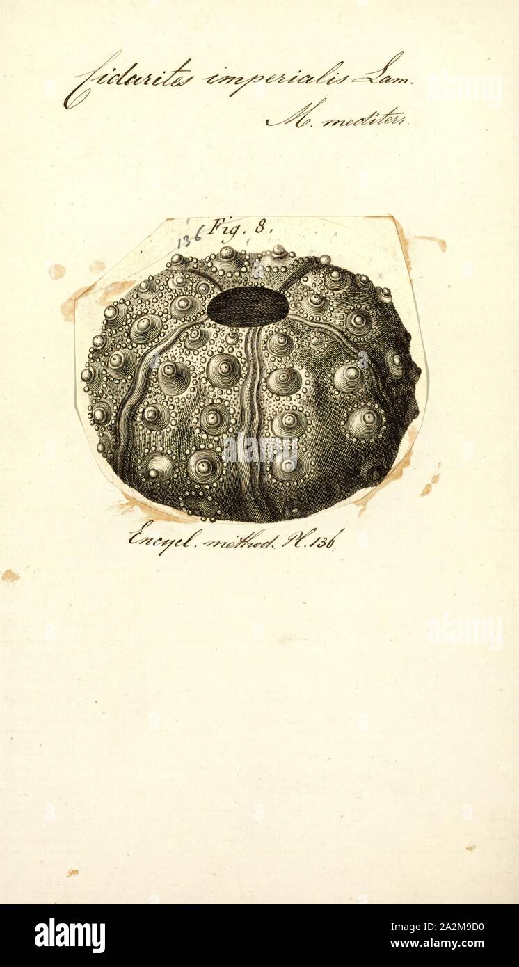 Cidarites imperialis, Print, Cidaridae, Cidaridae is a family of sea ...