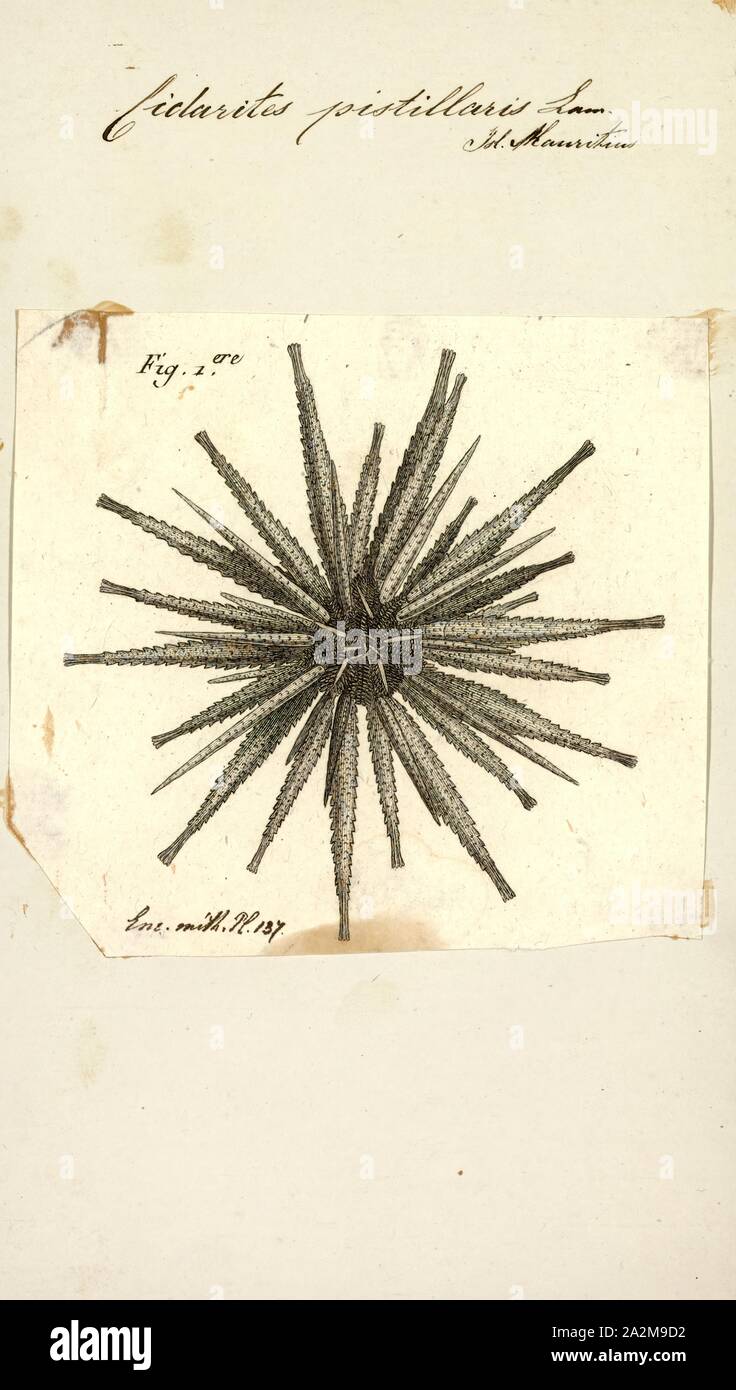 Cidarites pistillaris hi-res stock photography and images - Alamy