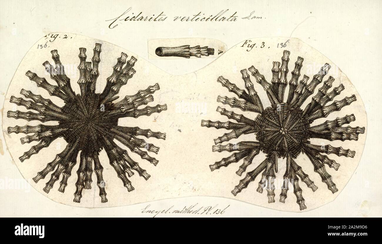 Cidaridae hi-res stock photography and images - Alamy