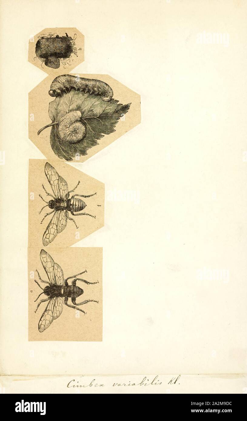 Cimbex, Print, Cimbex is a genus of sawflies in the family Cimbicidae ...