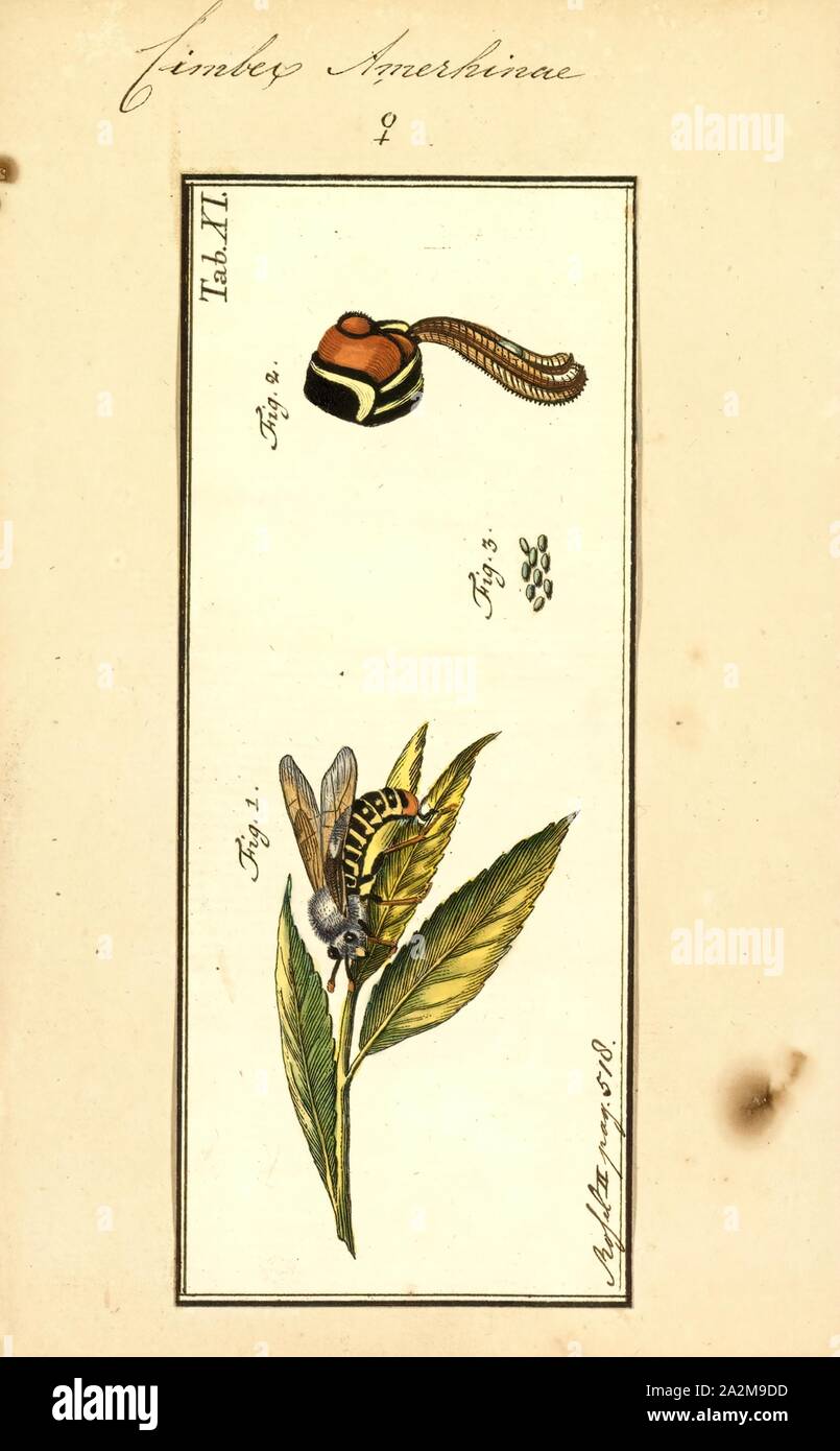 Cimbex, Print, Cimbex is a genus of sawflies in the family Cimbicidae ...