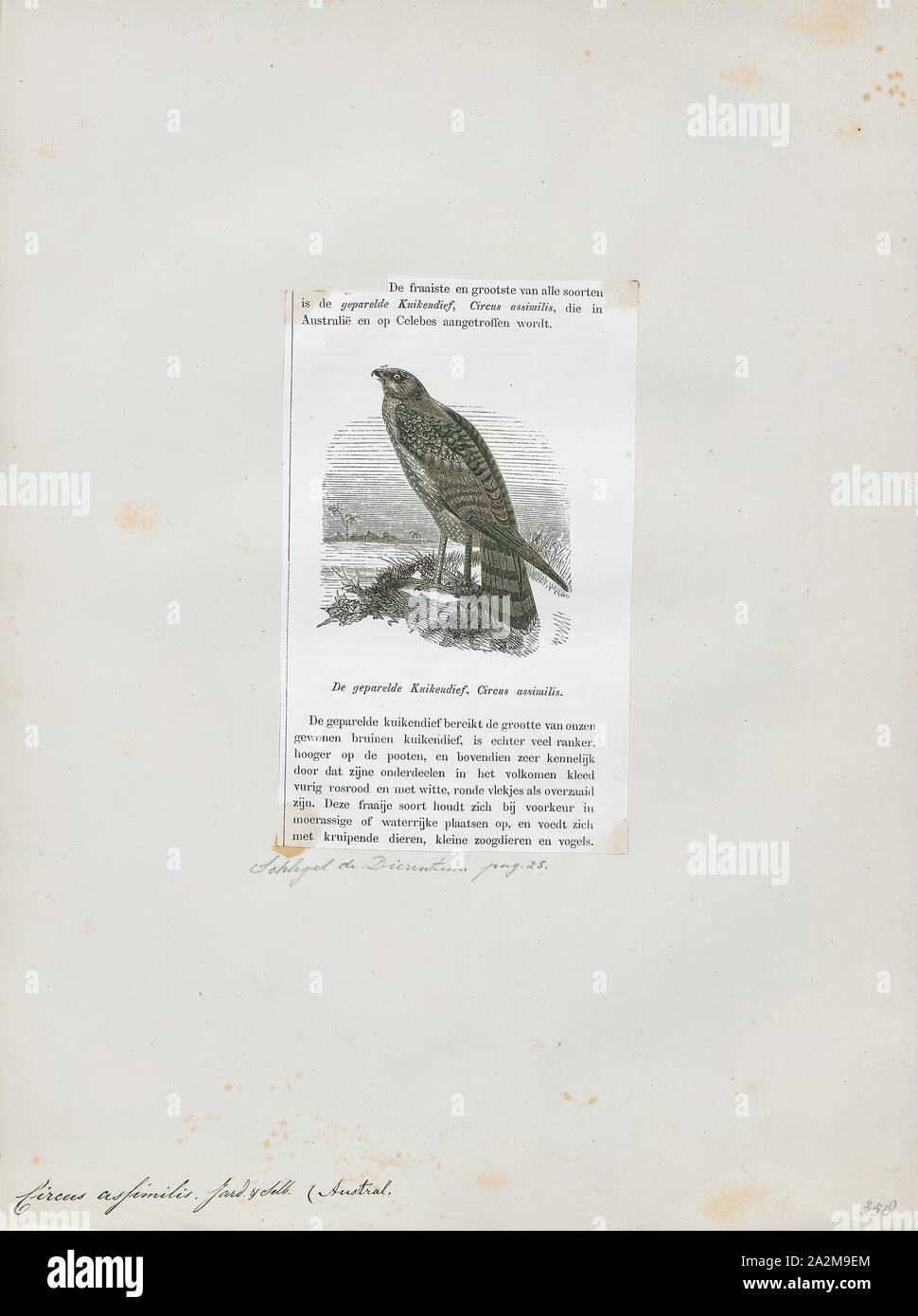 Circus assimilis, Print, The spotted harrier (Circus assimilis) also ...