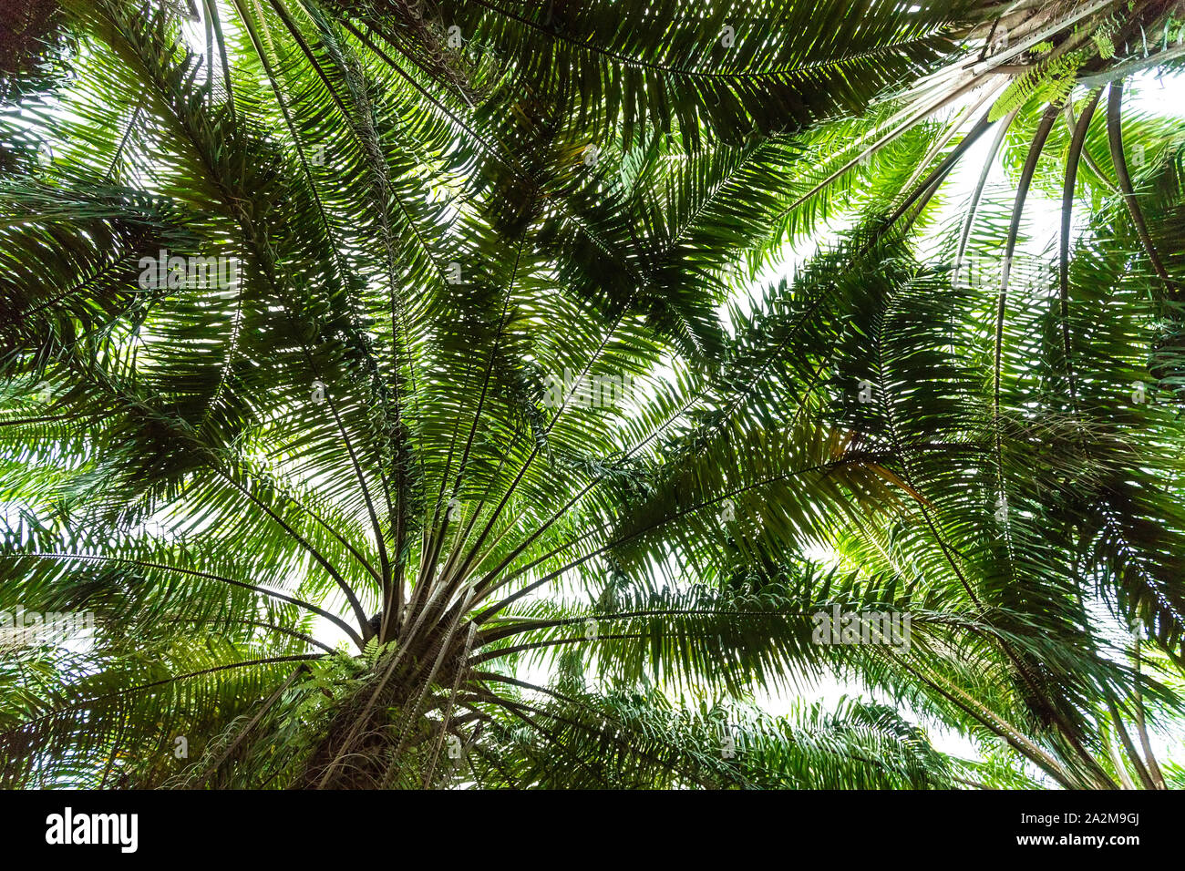 Oil palm tree hi-res stock photography and images - Alamy