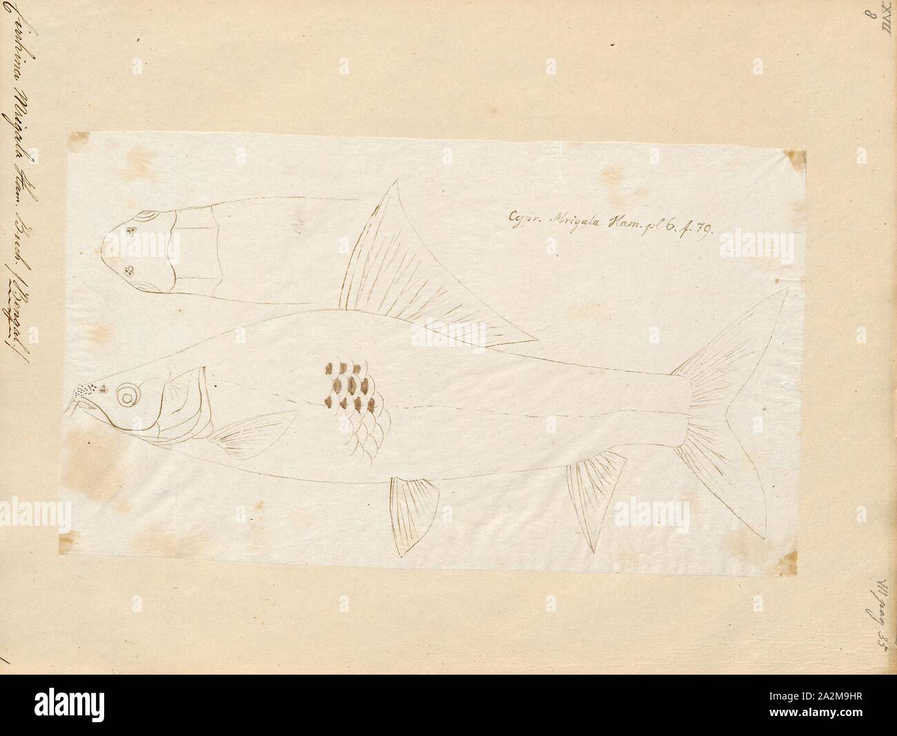 Cirrhina mrigala hi-res stock photography and images - Alamy