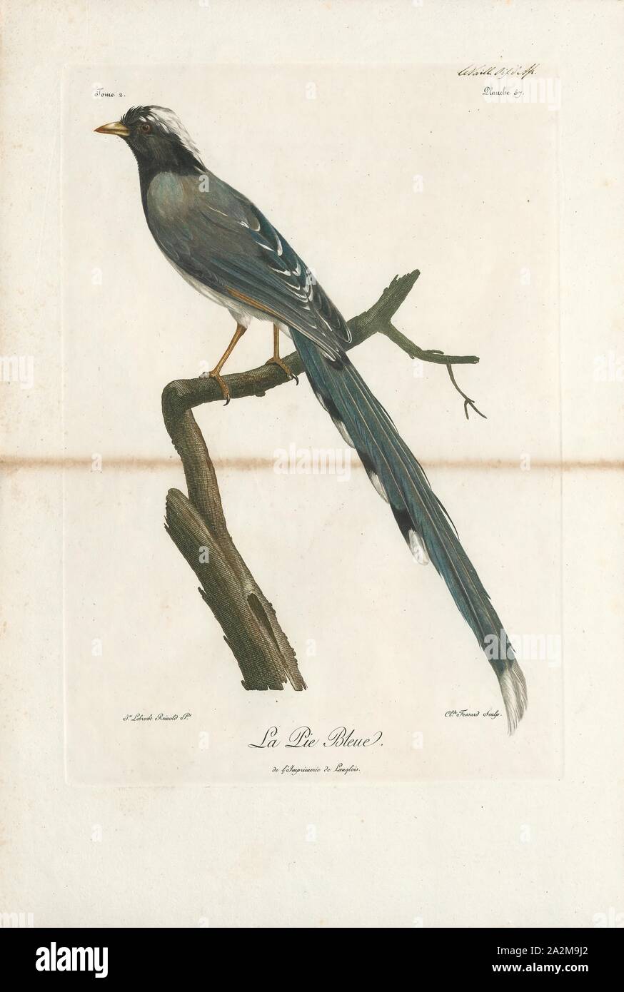 Cissa hi-res stock photography and images - Alamy