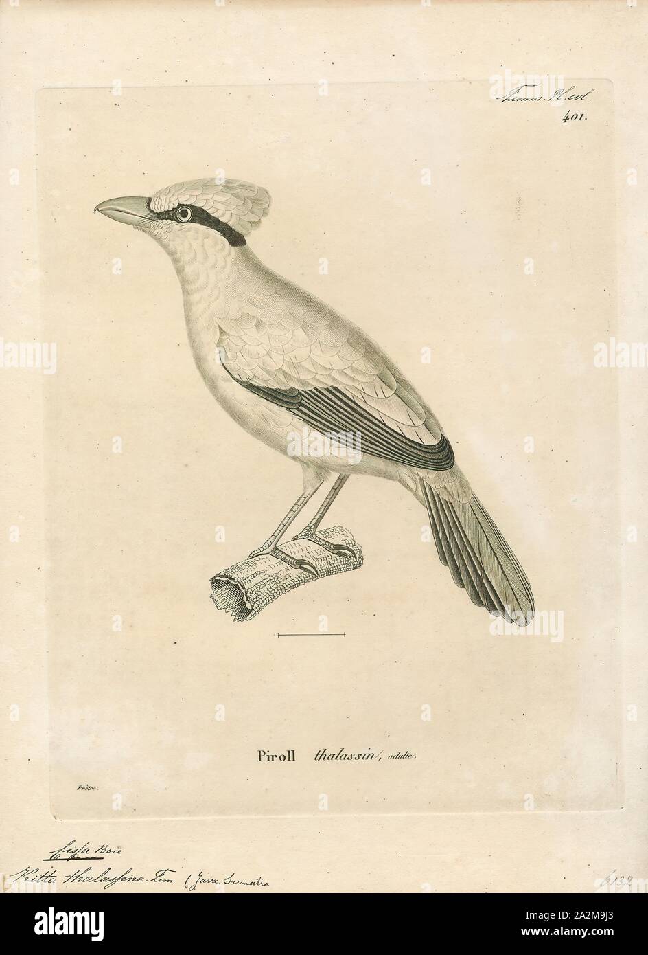 Green magpie java hi-res stock photography and images - Alamy